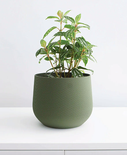 Juniper Planter, Olive Green – WALRUS